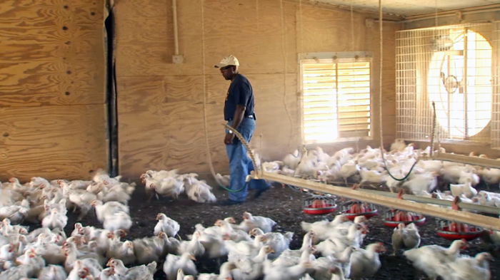 What is the #1 Priority of Chicken Farmers? | Chicken Check In