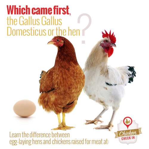 What are broiler chickens? - Chicken Check In What are broiler chickens? - Chicken Check In