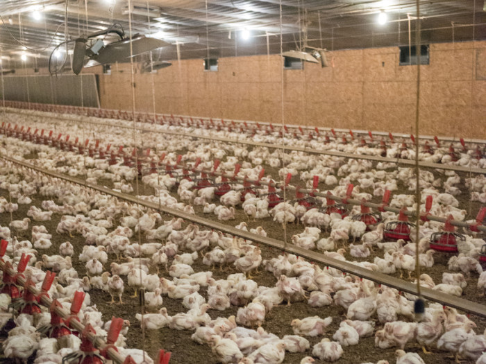 Broiler Chicken Welfare