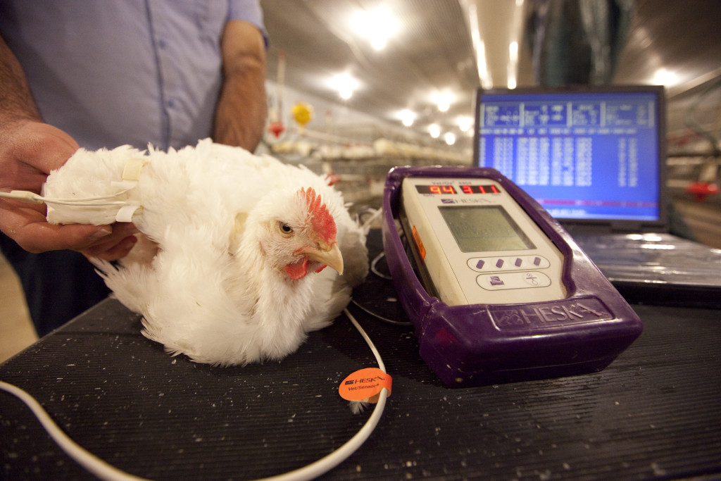 Pulse_Oximeter - Chicken Check In