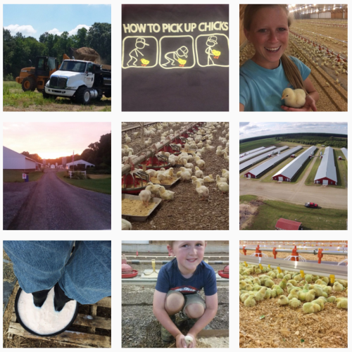 Chicken Check In Instgram Photo Grid - Chicken Check In