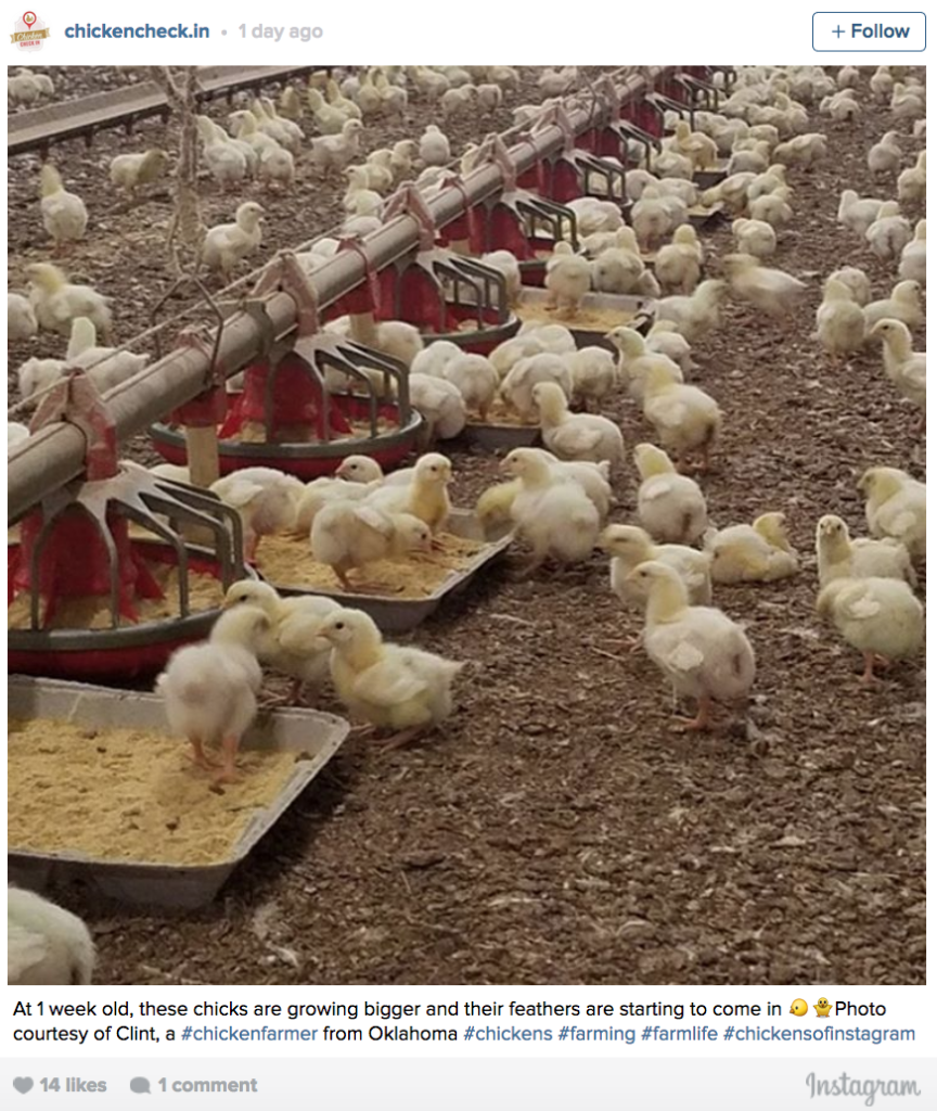 Chicken Check In Instagram Post - Chicken Check In