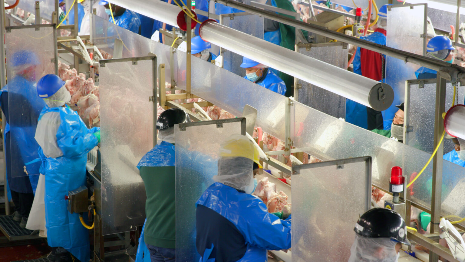 How are chickens slaughtered and processed for meat?