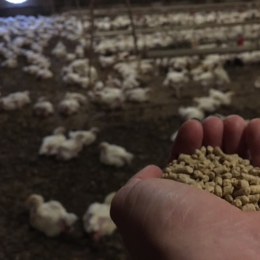 chicken-feed - Chicken Check In