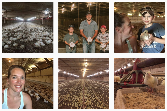 Check out Chicken Check In’s Updated & Refreshed Website!