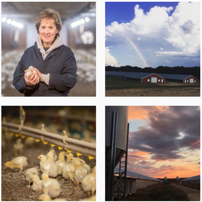 Screen Shot 2018-02-14 at 4.09.38 PM - Chicken Check In