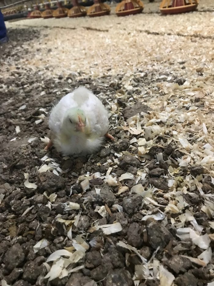 Checking In with Chicken: How Chicken Goes from Farm to Table