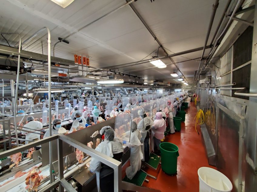 Keeping Chicken Company Employees Safe & Healthy During COVID-19