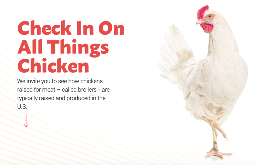Chicken-Check-In-homepage - Chicken Check In