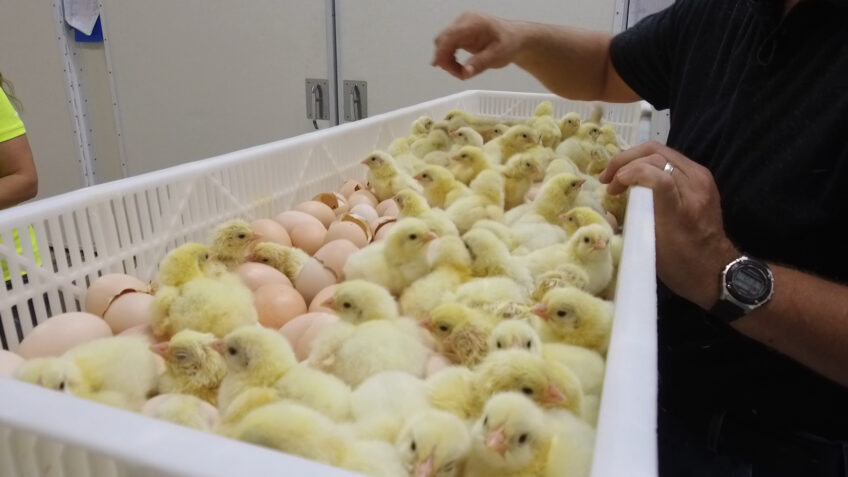 The Hatchery: From Egg to Chick