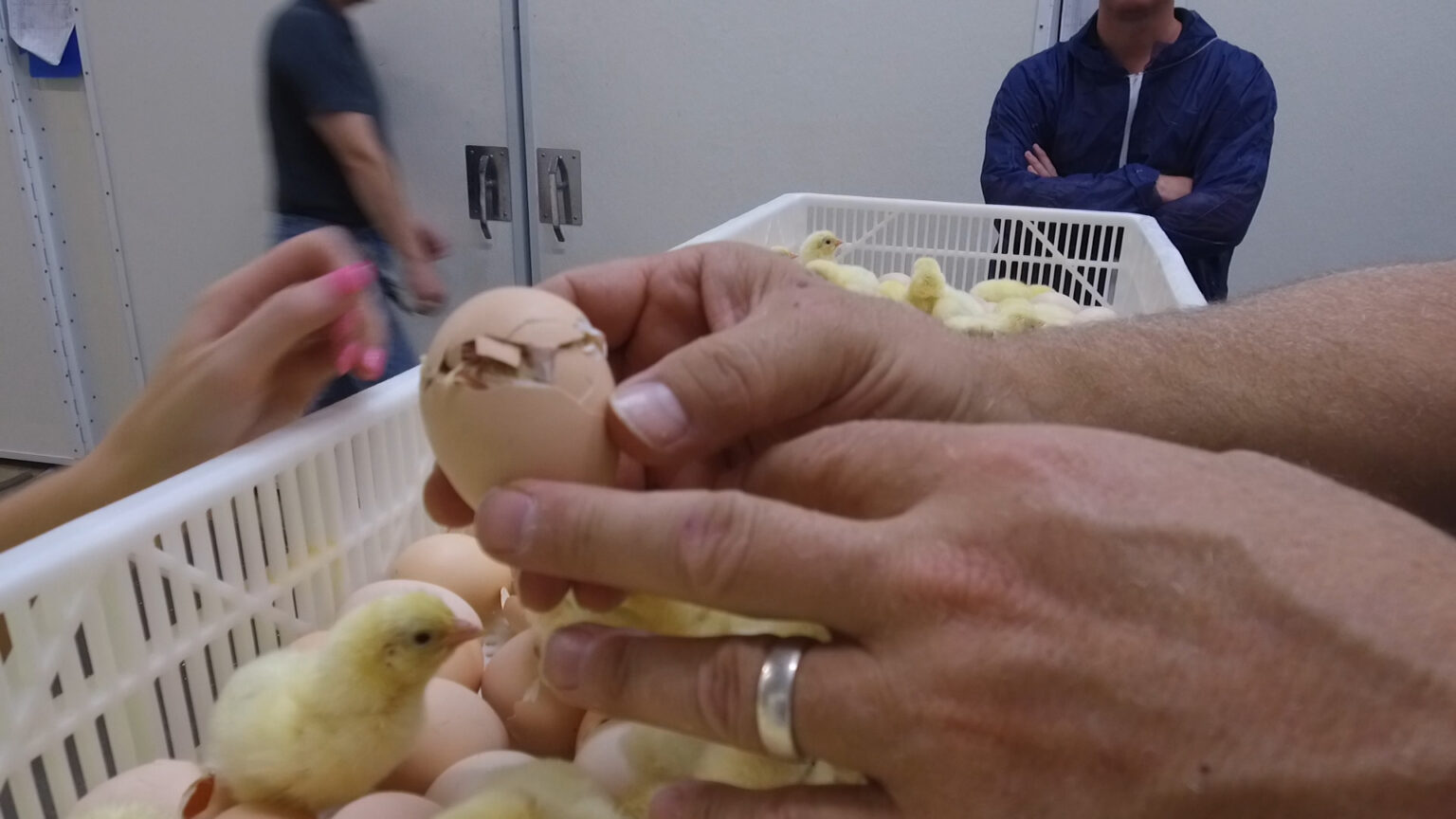 Chicks 2 - Chicken Check In