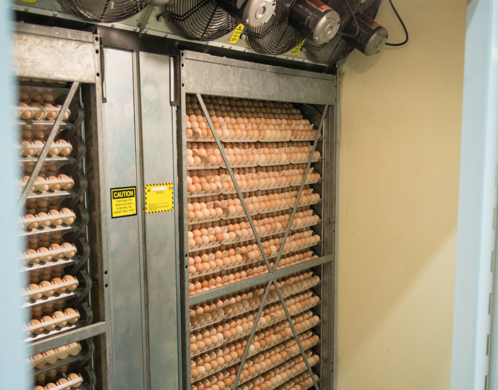 hatchery-egg-incubator-NCC - Chicken Check In