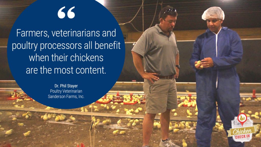 Get to Know a Poultry Veterinarian // Q&A with a Poultry Vet Dr. Phil ...