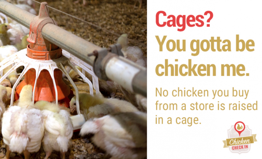 Screen Shot 2021-06-01 at 5.47.12 PM - Chicken Check In