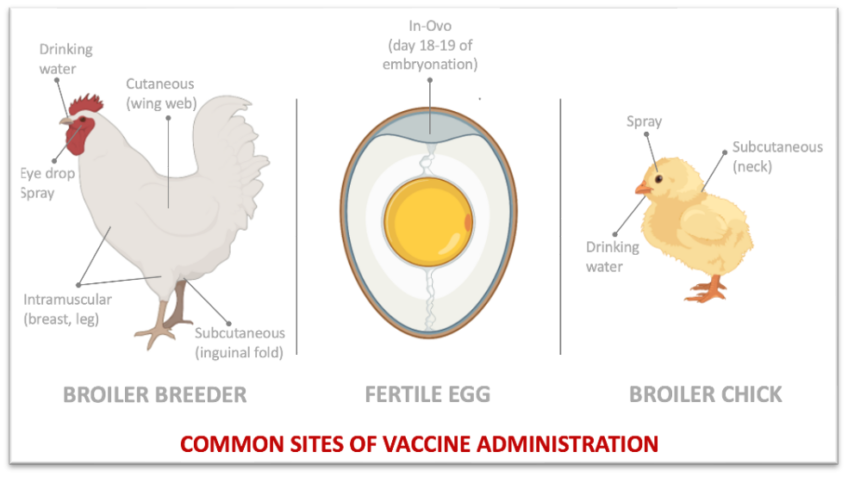 Vaccine Use in Broilers Chickens: Why do broiler chickens receive ...